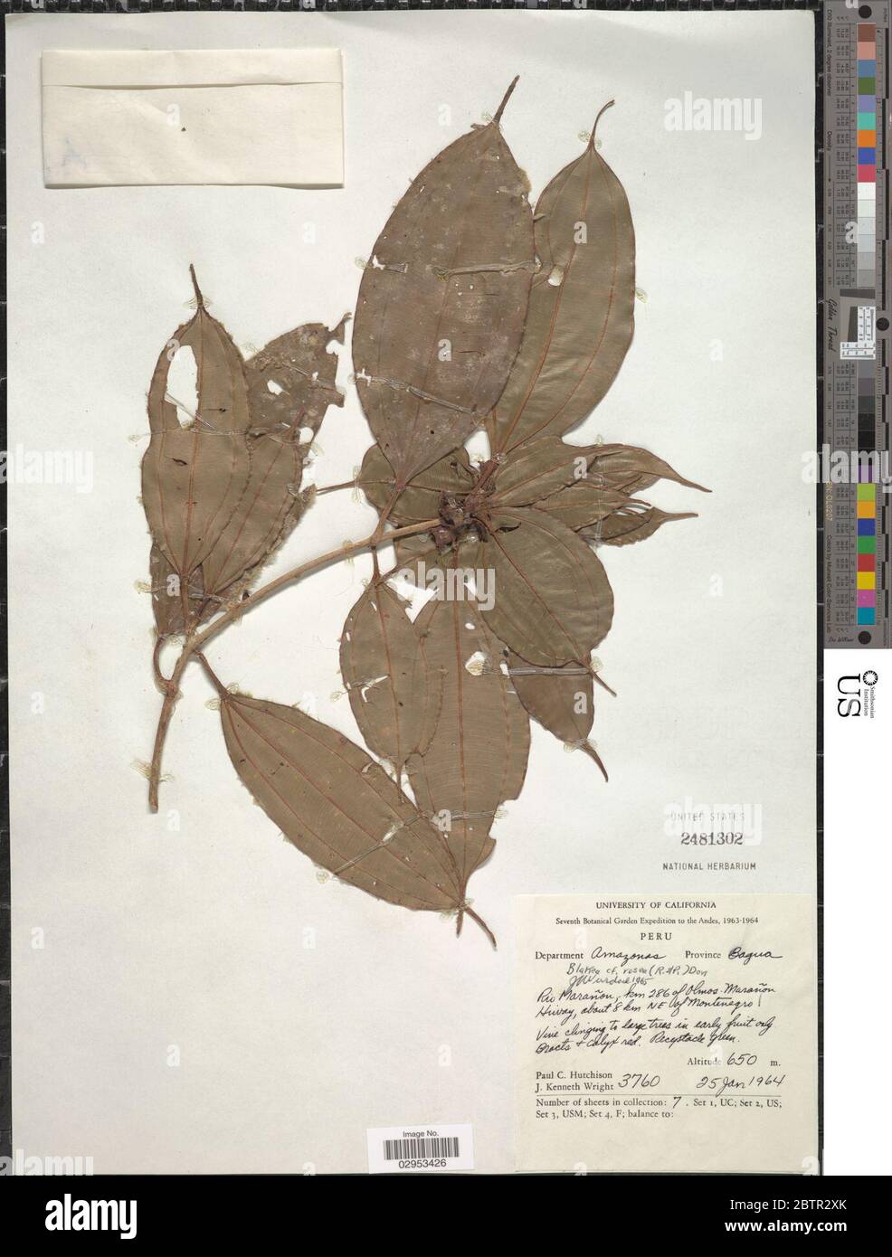 Blakea rosea hi-res stock photography and images - Alamy