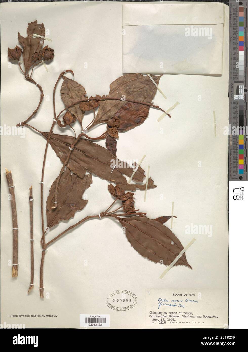 Blakea mexiae Gleason Stock Photo - Alamy