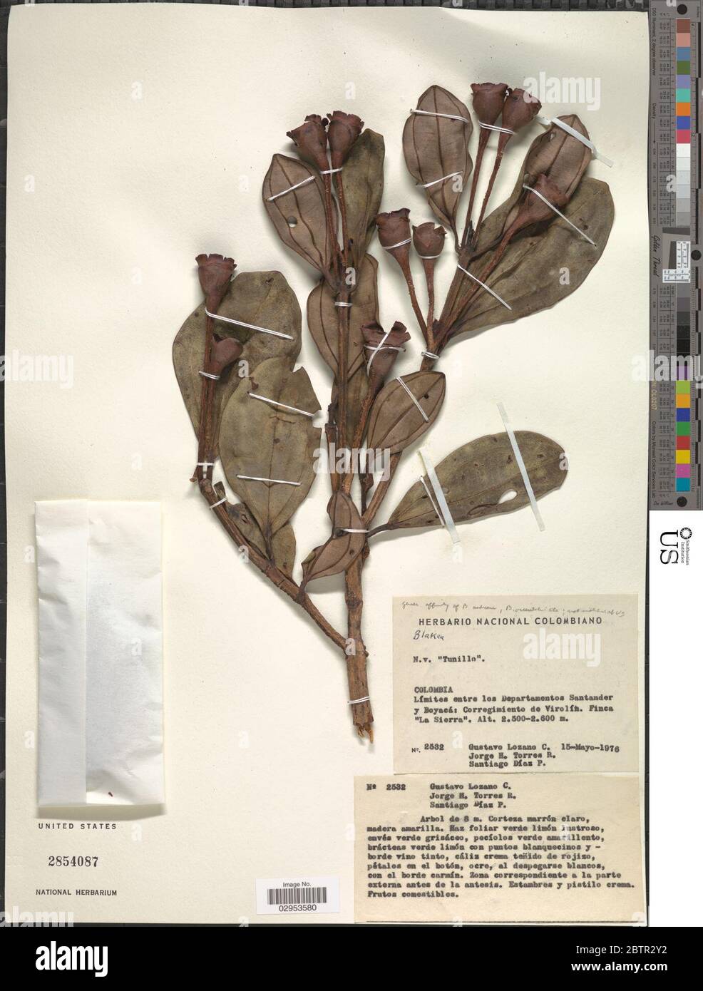 Blakea hi-res stock photography and images - Alamy