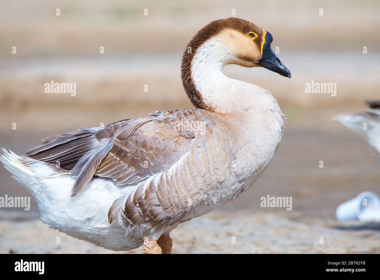 Domestic Swan goose from Saudi Arabia Stock Photo - Alamy