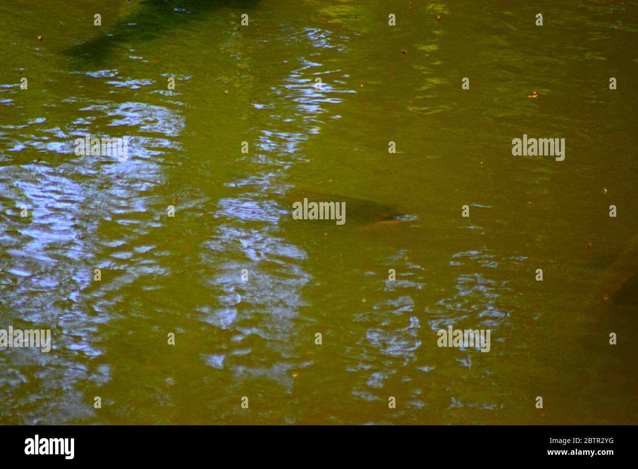 fish in a lake Stock Photo - Alamy
