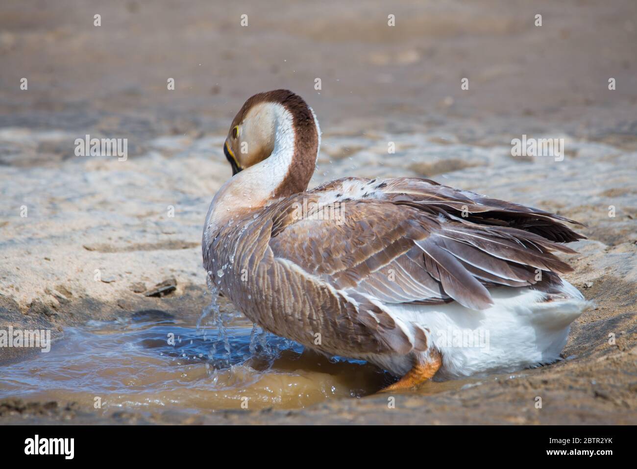 Domestic Swan goose from Saudi Arabia Stock Photo - Alamy