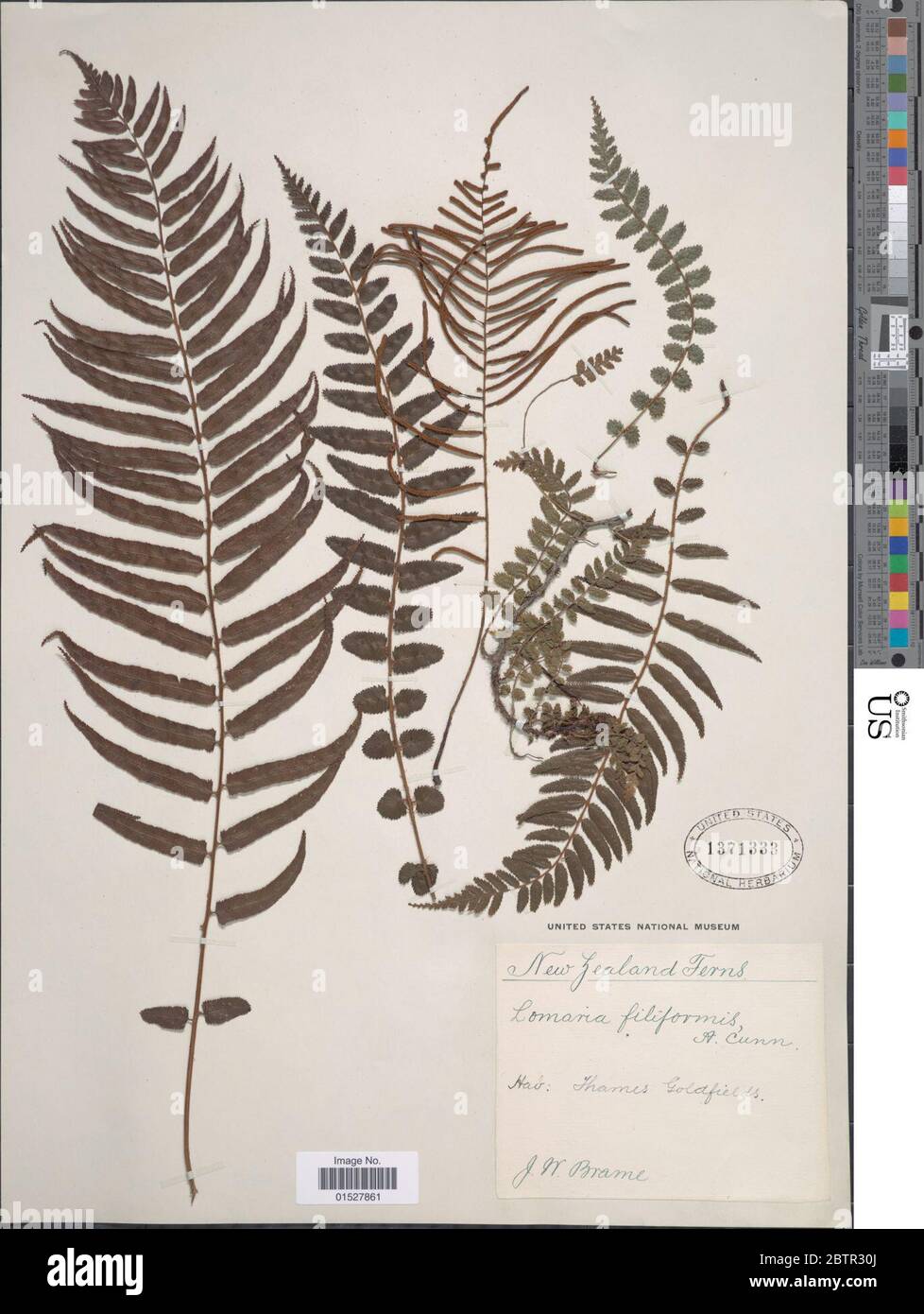 Filiforme hi-res stock photography and images - Alamy