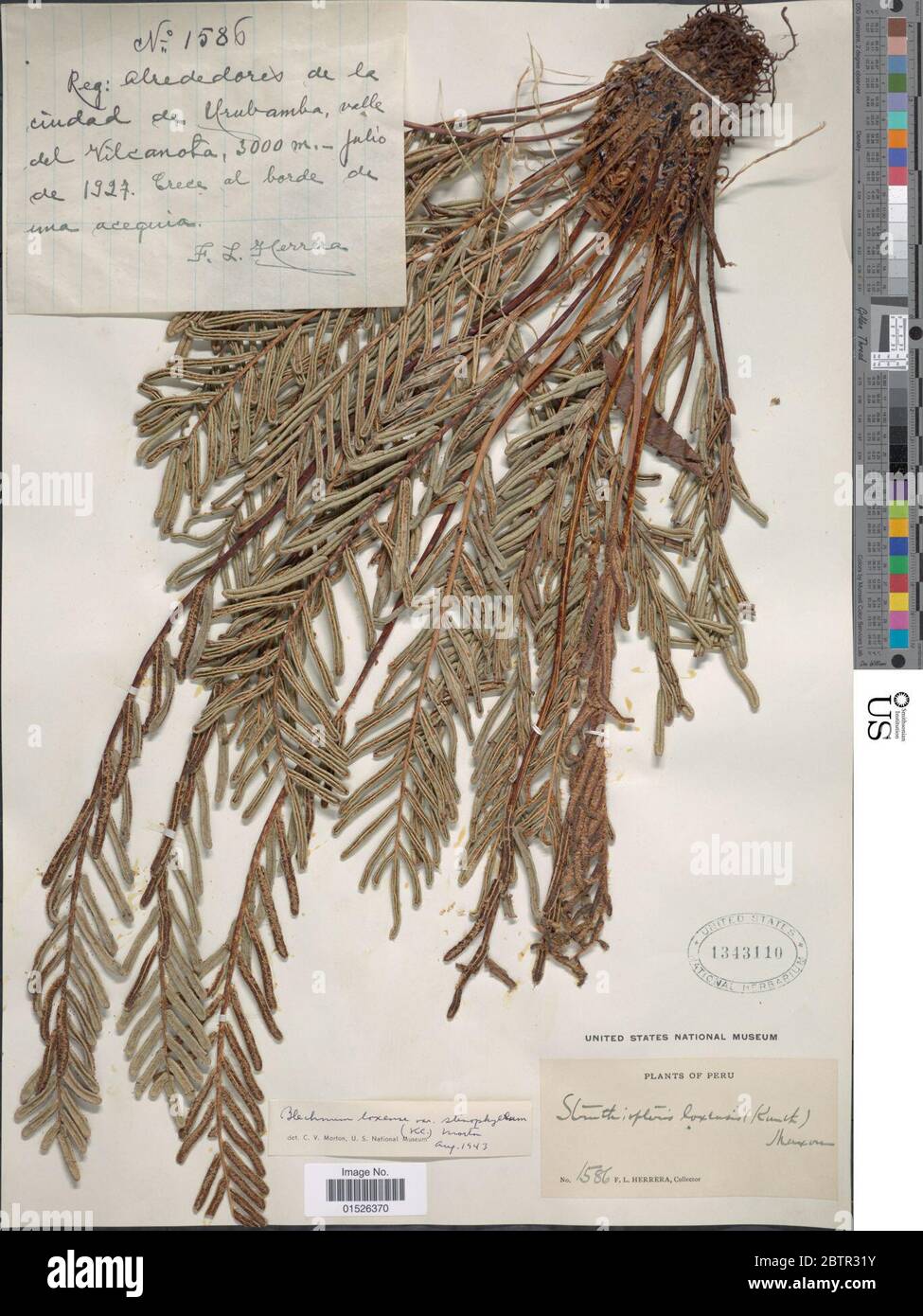 Blechnum loxense var stenophyllum Klotzsch Lellinger Stock Photo - Alamy