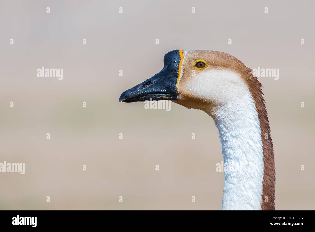 Domestic Swan goose from Saudi Arabia Stock Photo - Alamy