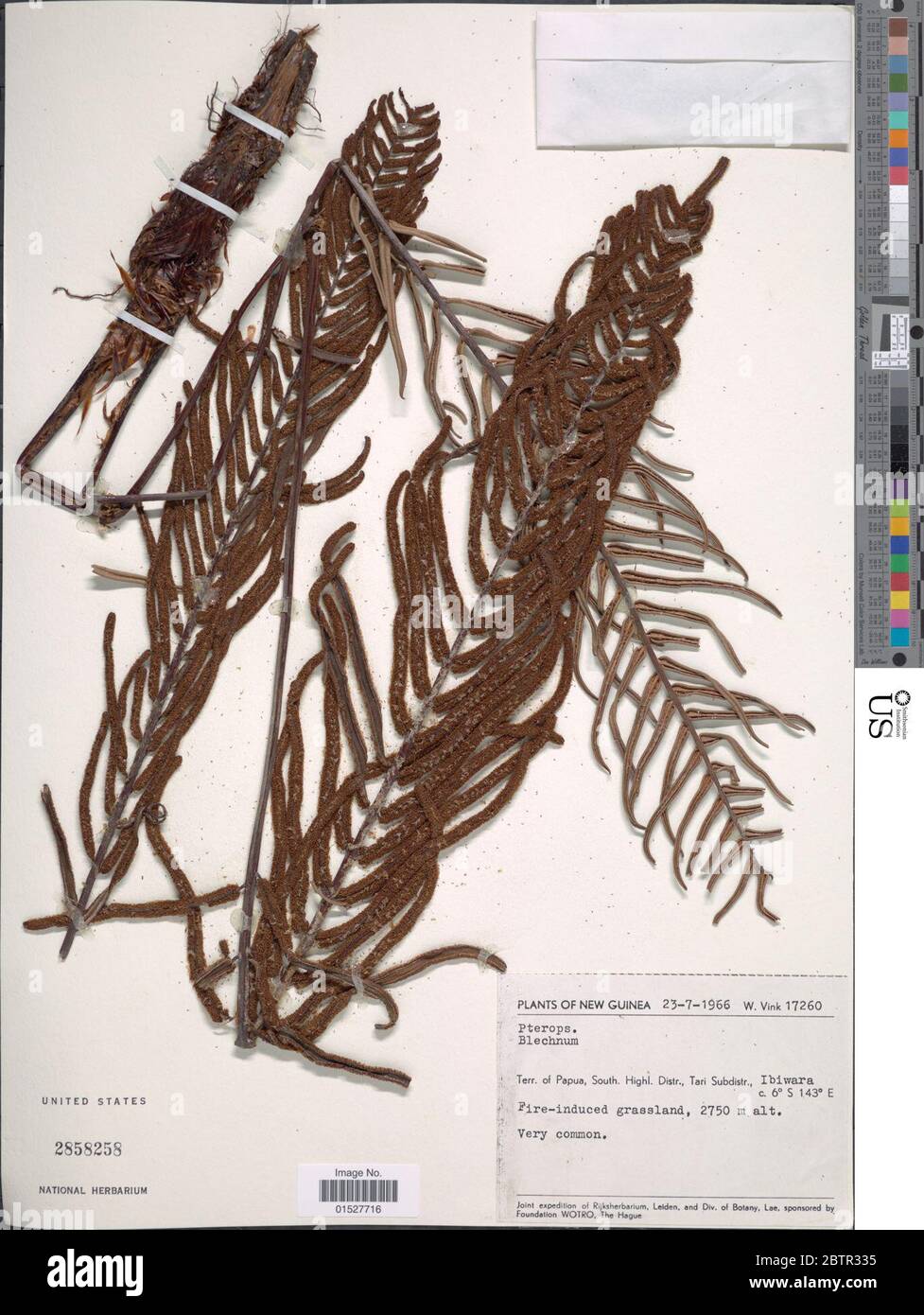 Blechnum blechnum sp hi-res stock photography and images - Alamy