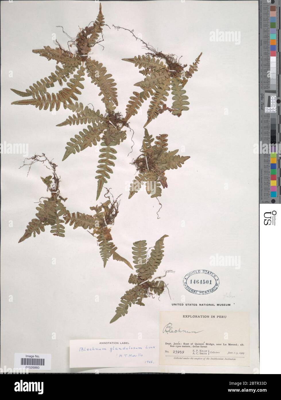 Polypodioides hi-res stock photography and images - Alamy