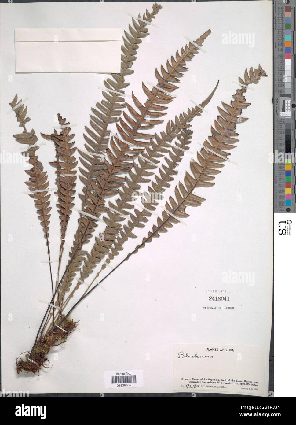 Blechnum blechnum sp hi-res stock photography and images - Alamy