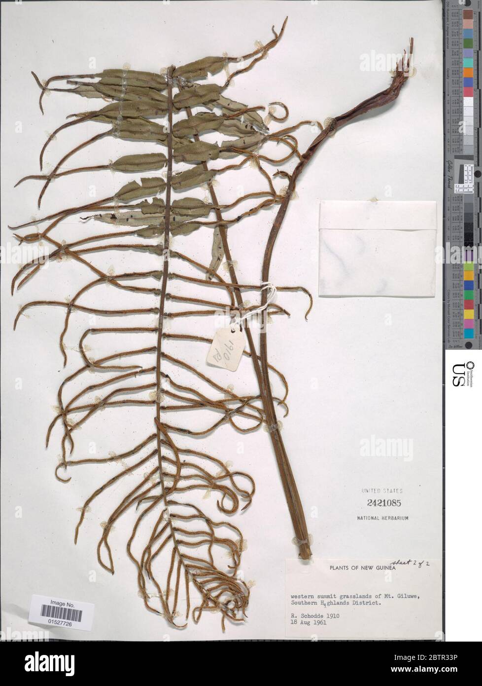 Blechnum blechnum sp hi-res stock photography and images - Alamy