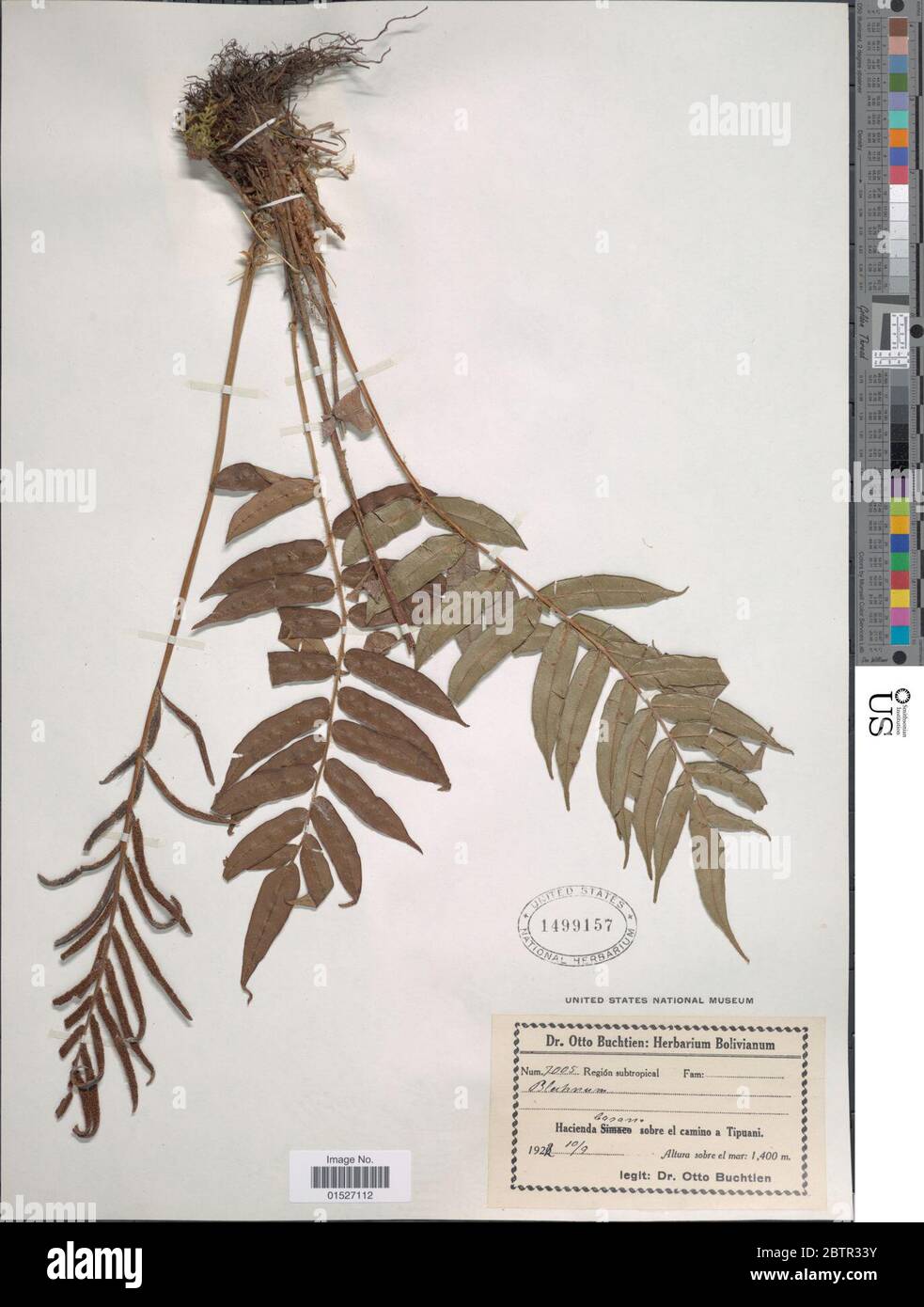 Blechnum blechnum sp hi-res stock photography and images - Alamy