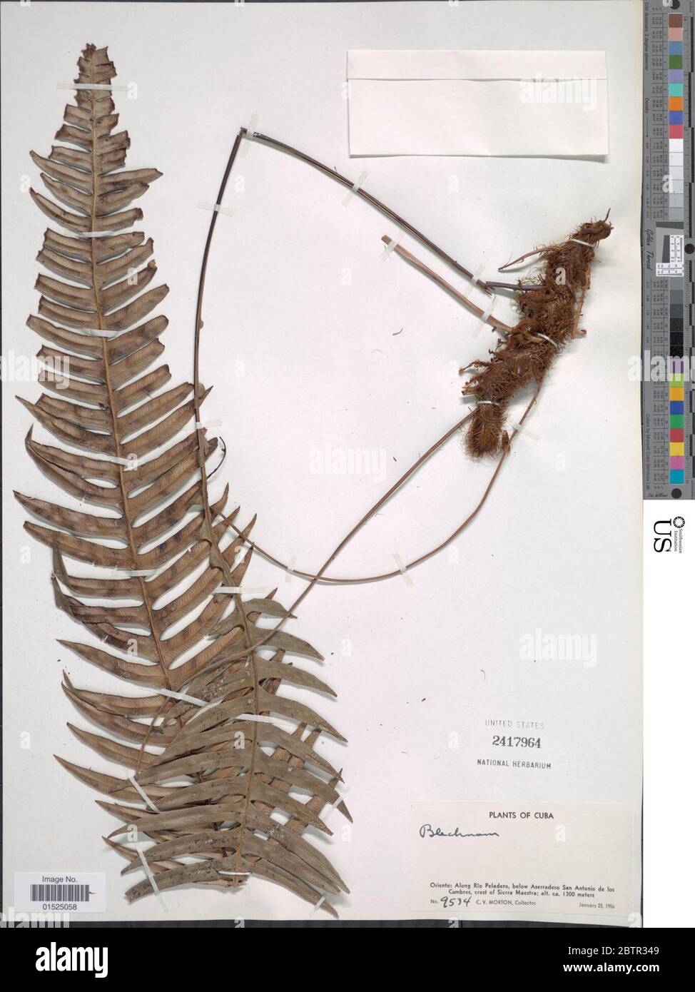 Blechnum blechnum sp hi-res stock photography and images - Alamy