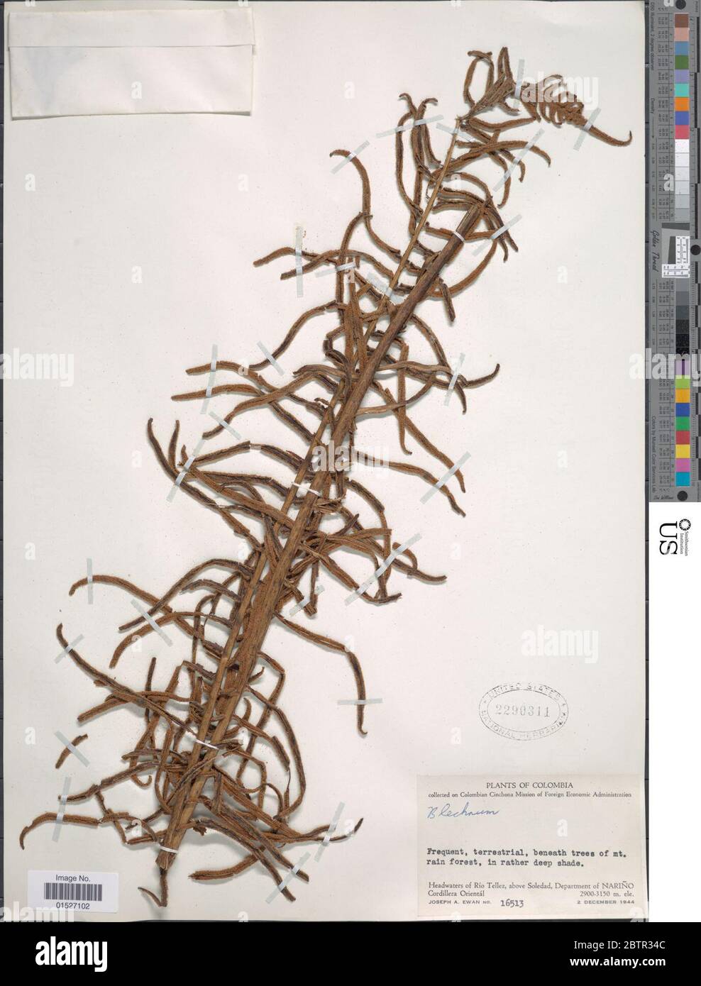 Blechnum blechnum sp hi-res stock photography and images - Alamy