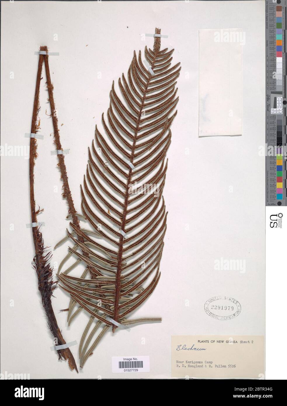 Blechnum blechnum sp hi-res stock photography and images - Alamy