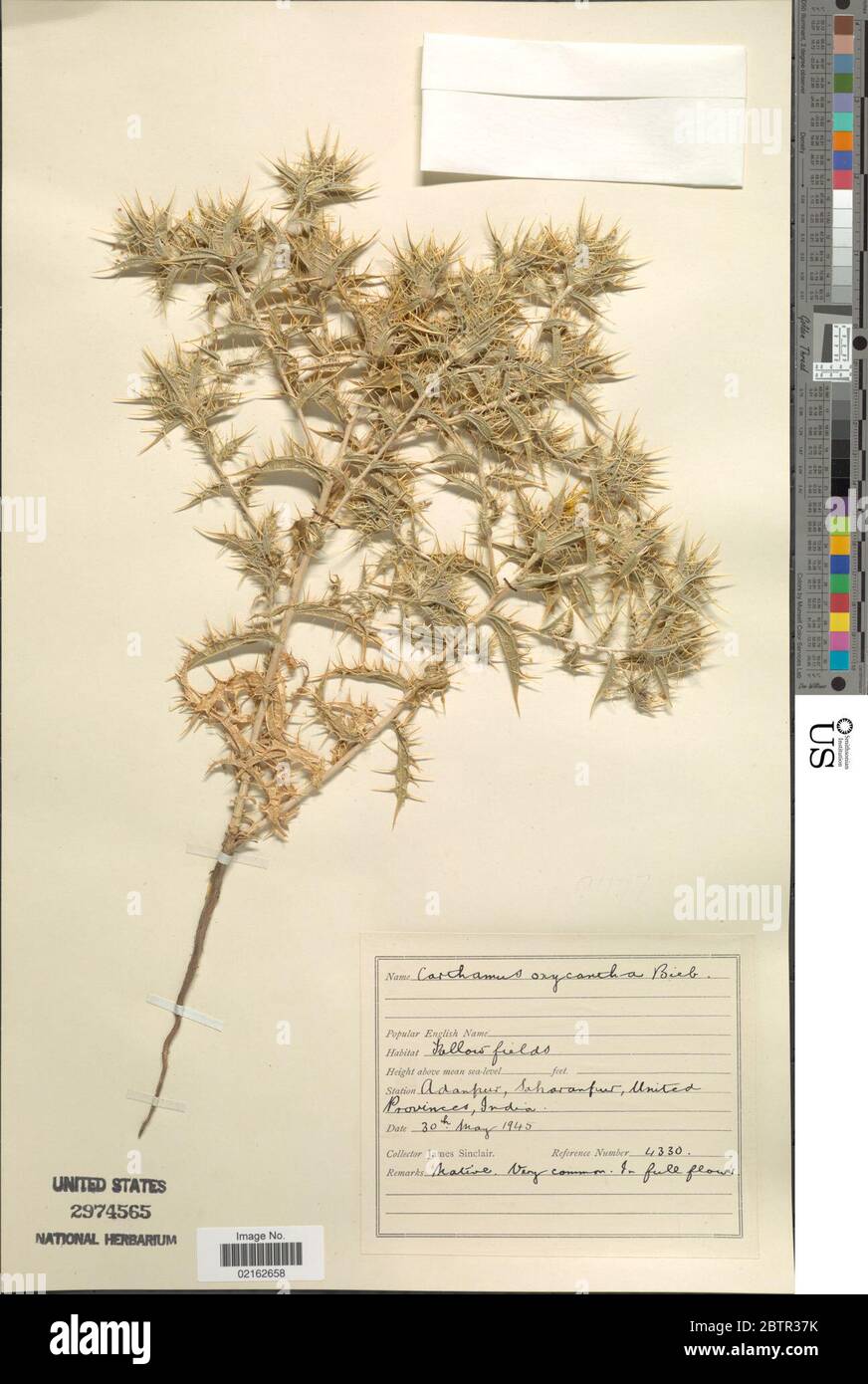 Oxyacantha hi-res stock photography and images - Alamy