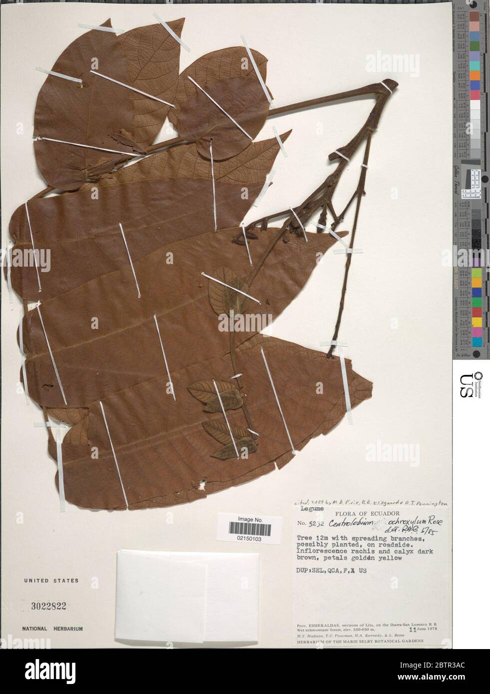 Centrolobium ochroxylum Rose ex Rudd Stock Photo - Alamy