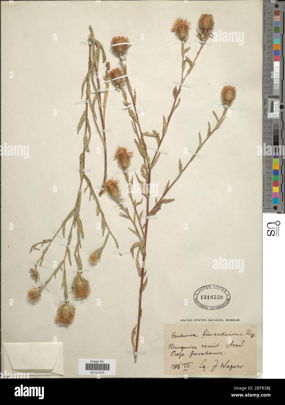 Centaurea simonkaiana Hayek Stock Photo - Alamy