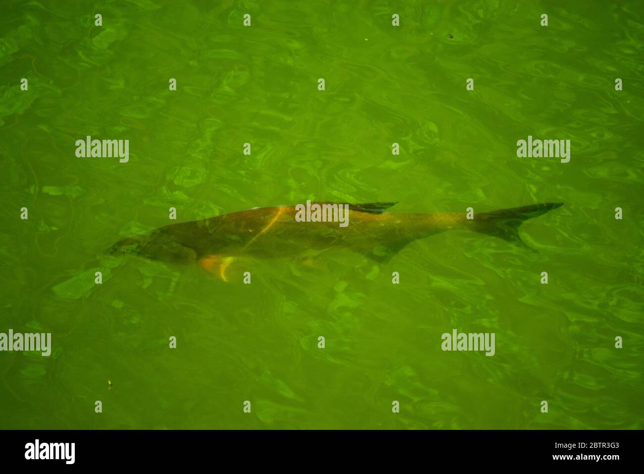 fish in a lake Stock Photo - Alamy