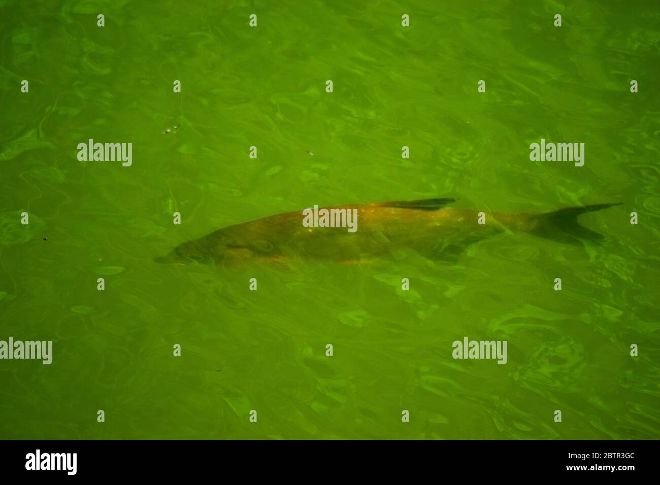 fish in a lake Stock Photo - Alamy