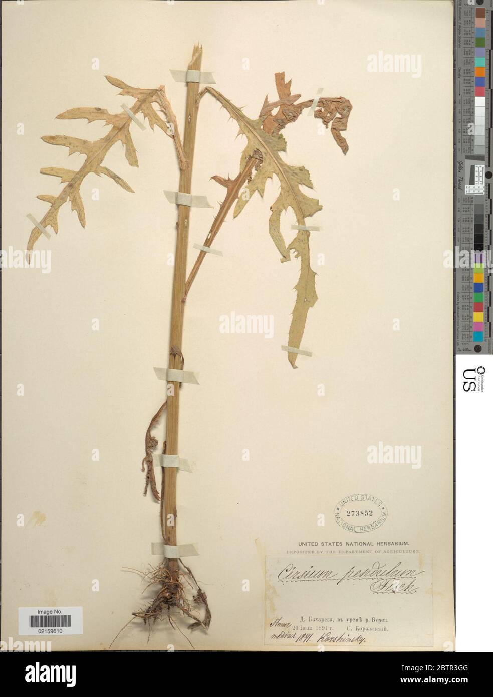 Cirsium pendulum Fisch ex DC Stock Photo - Alamy