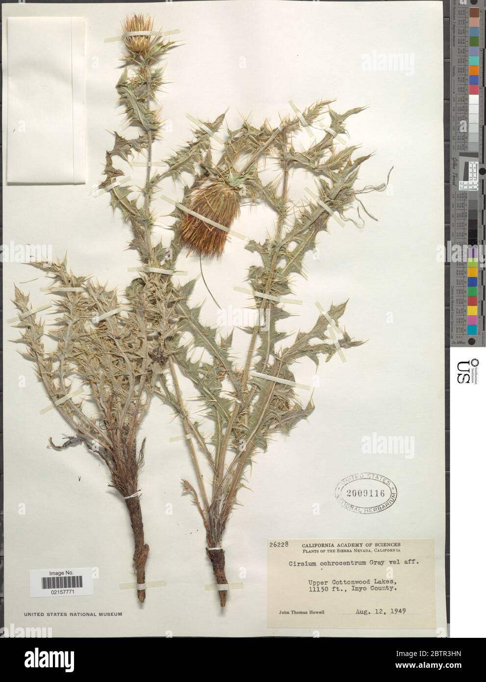 Rothrockii hi-res stock photography and images - Alamy