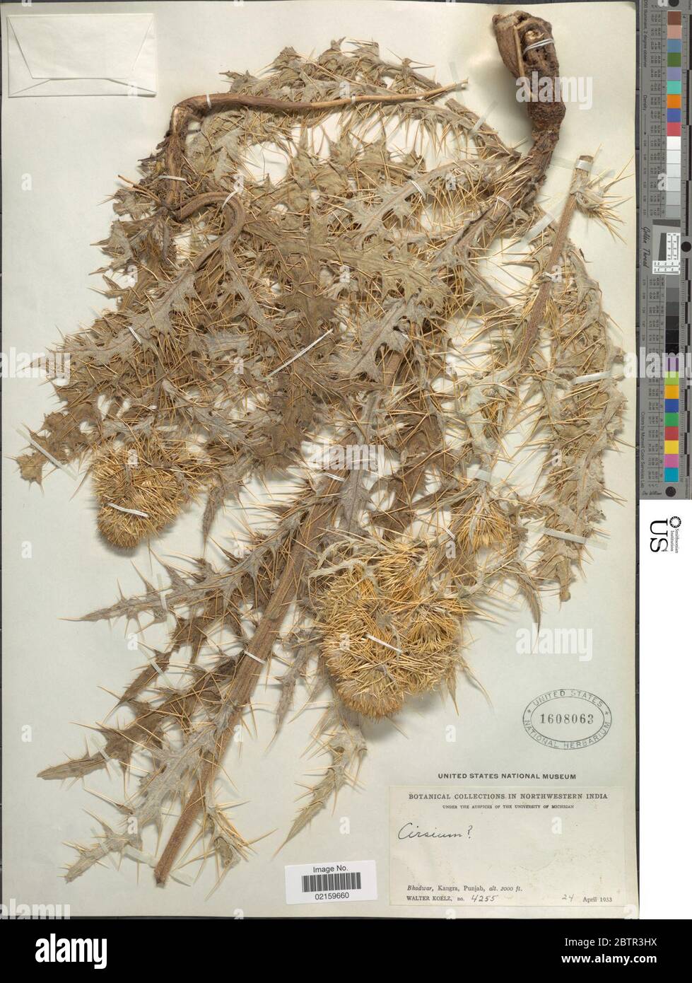 Thistle genus hi-res stock photography and images - Alamy