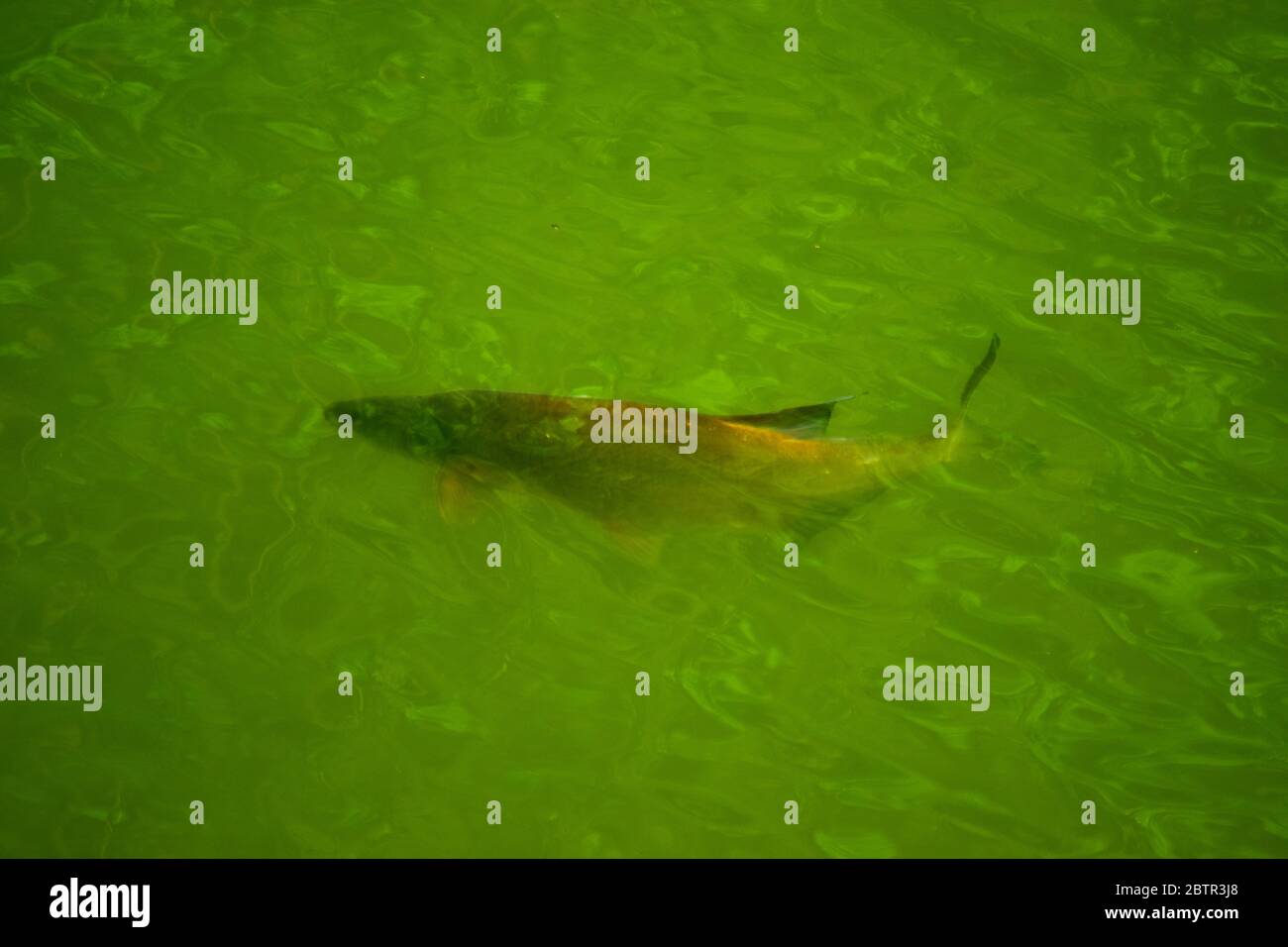 fish in a lake Stock Photo - Alamy