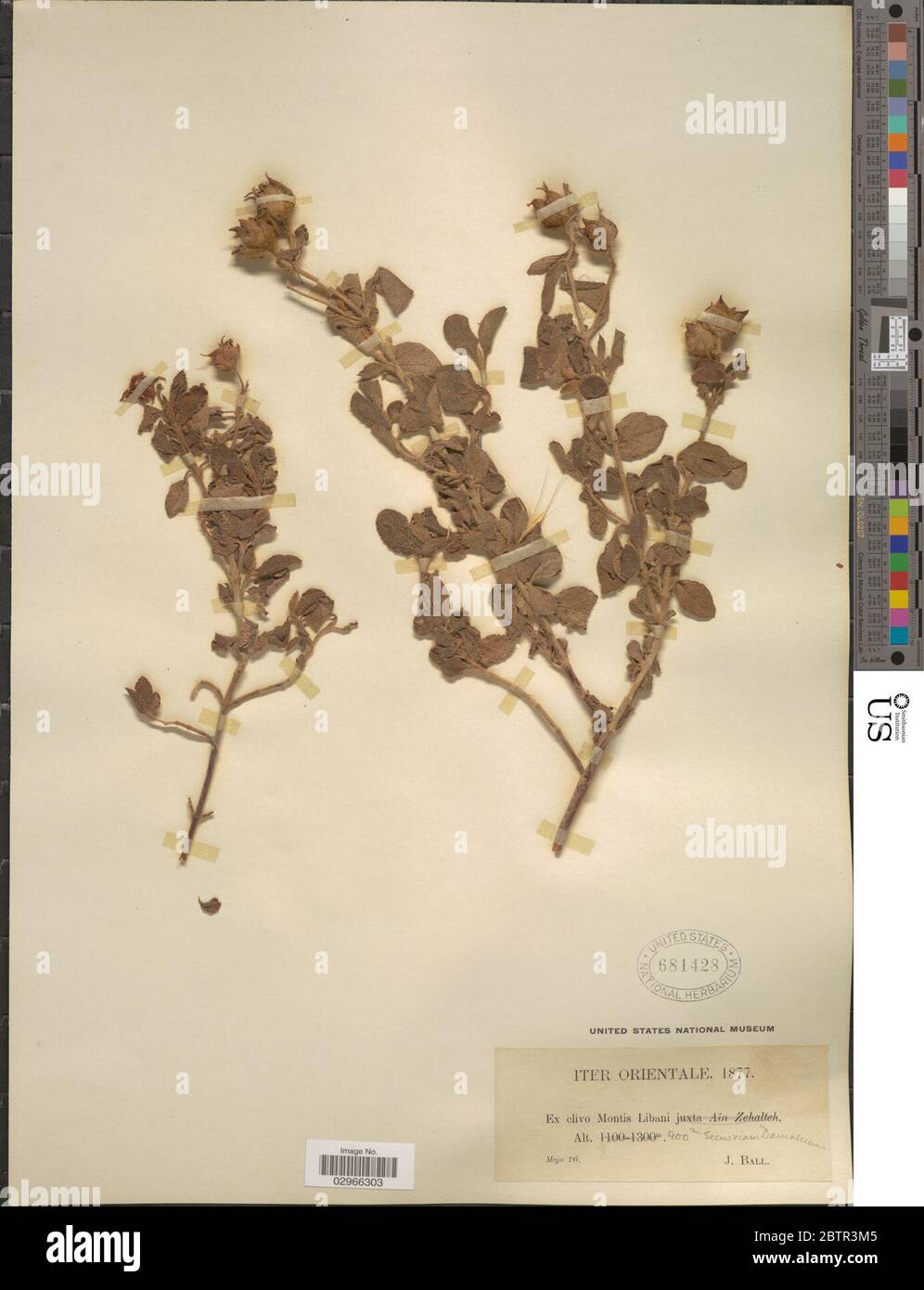 Cistus sp hi-res stock photography and images - Alamy