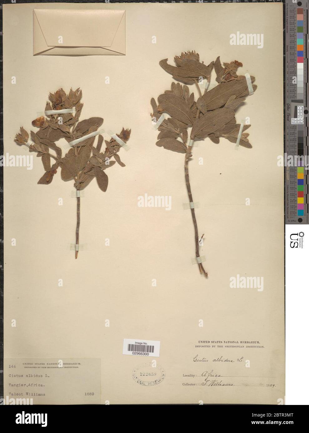 Cistus albidus L Stock Photo - Alamy