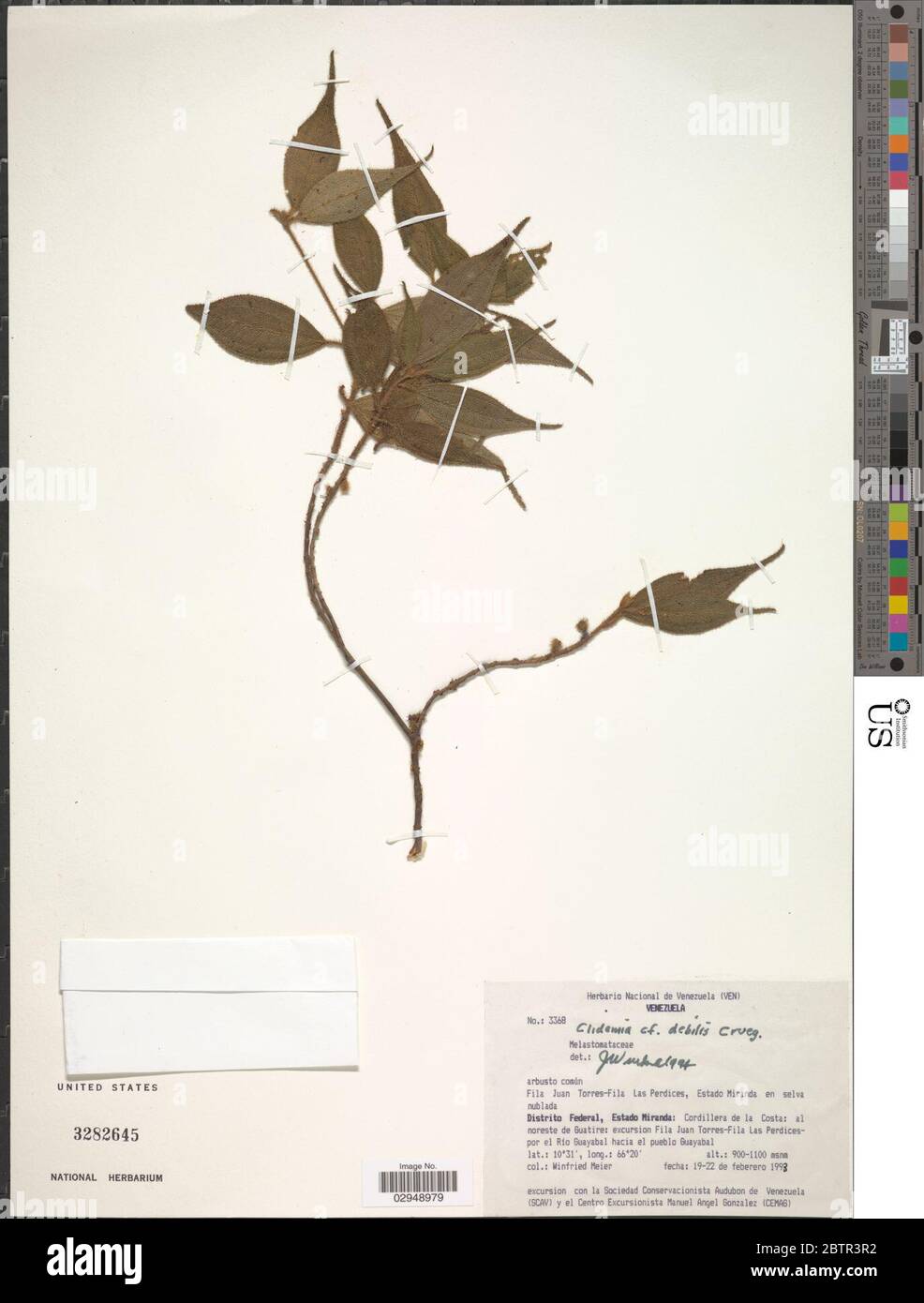 Clidemia debilis Crueg Stock Photo - Alamy