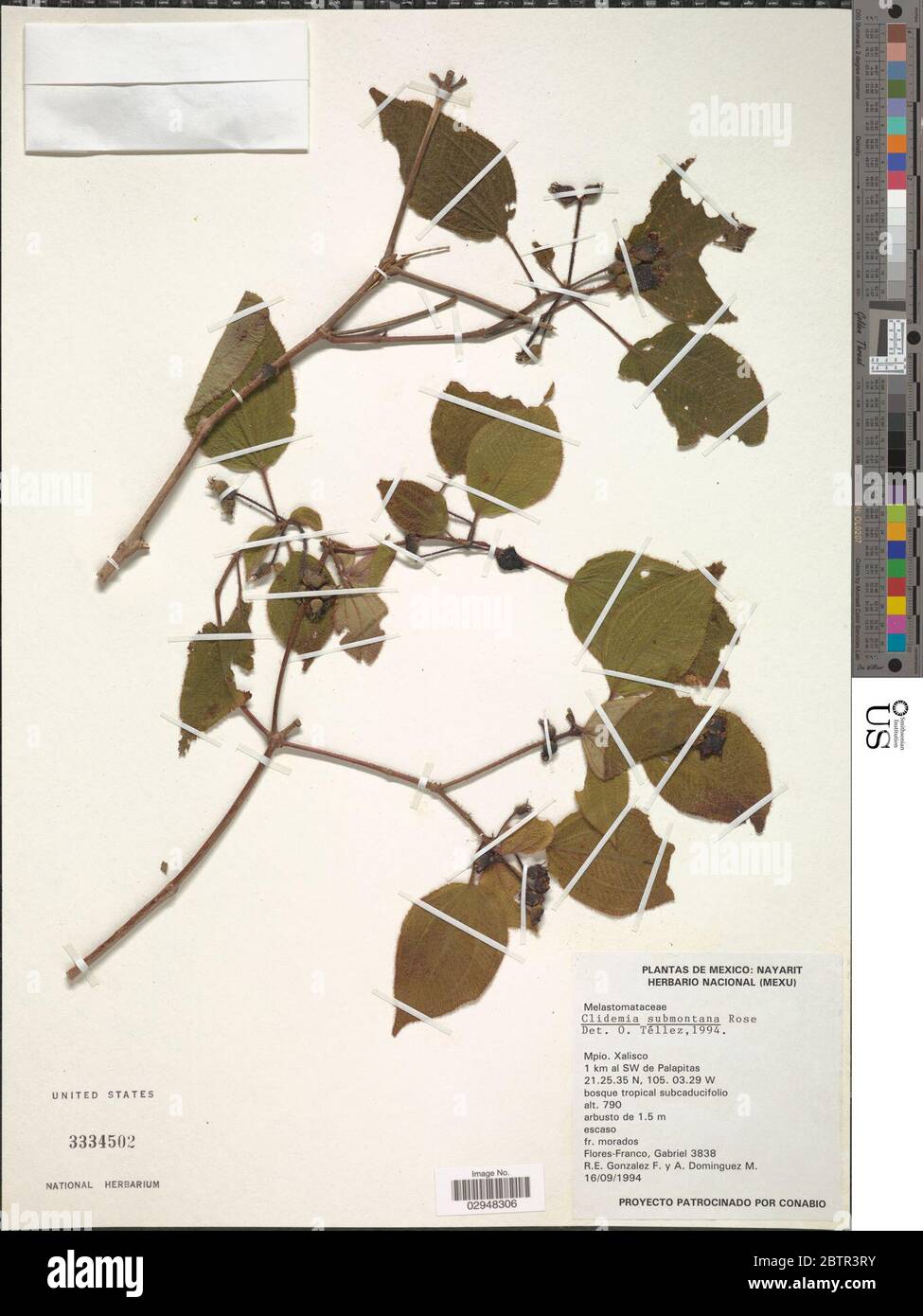 Clidemia submontana Rose ex Gleason Stock Photo - Alamy