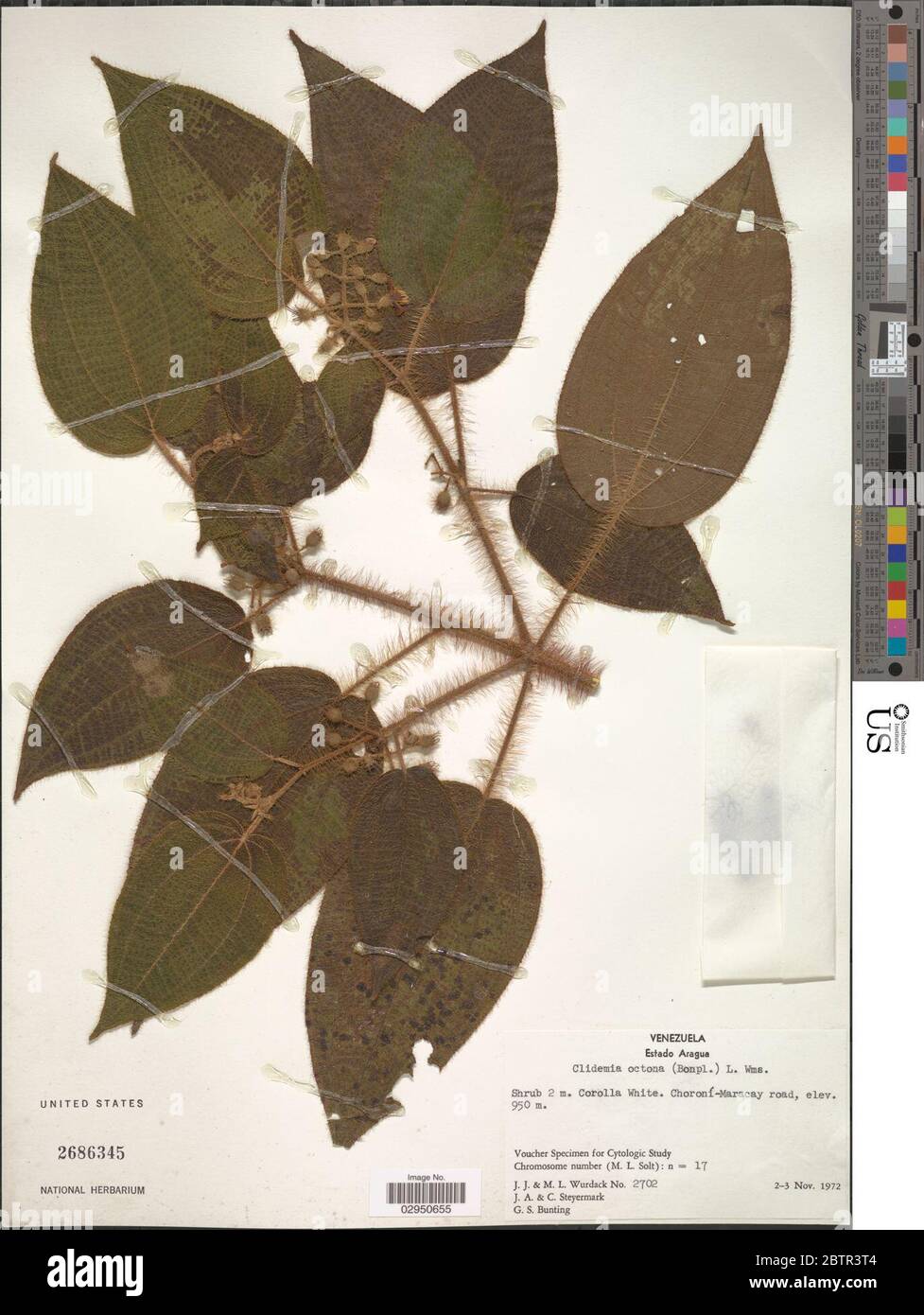 Clidemia octona subsp octona Stock Photo - Alamy