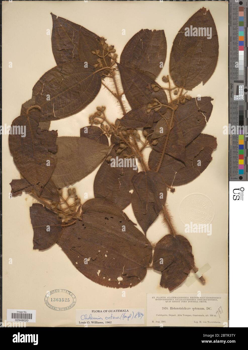 Octona hi-res stock photography and images - Alamy