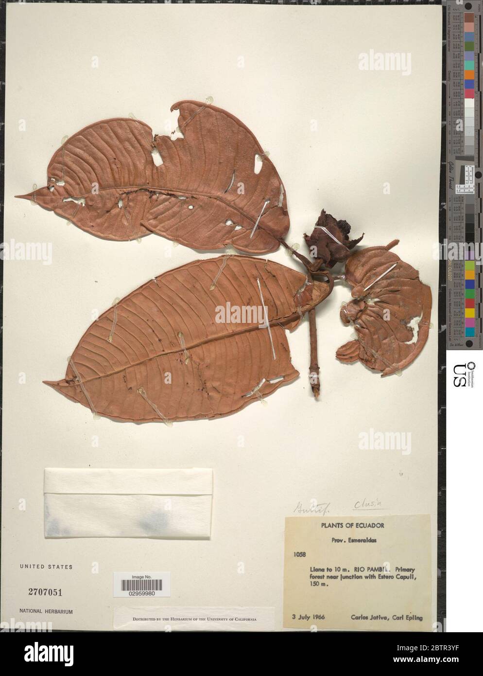 Clusia sp hi-res stock photography and images - Alamy