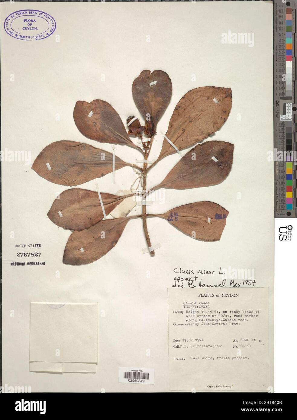 Clusia minor L Stock Photo - Alamy