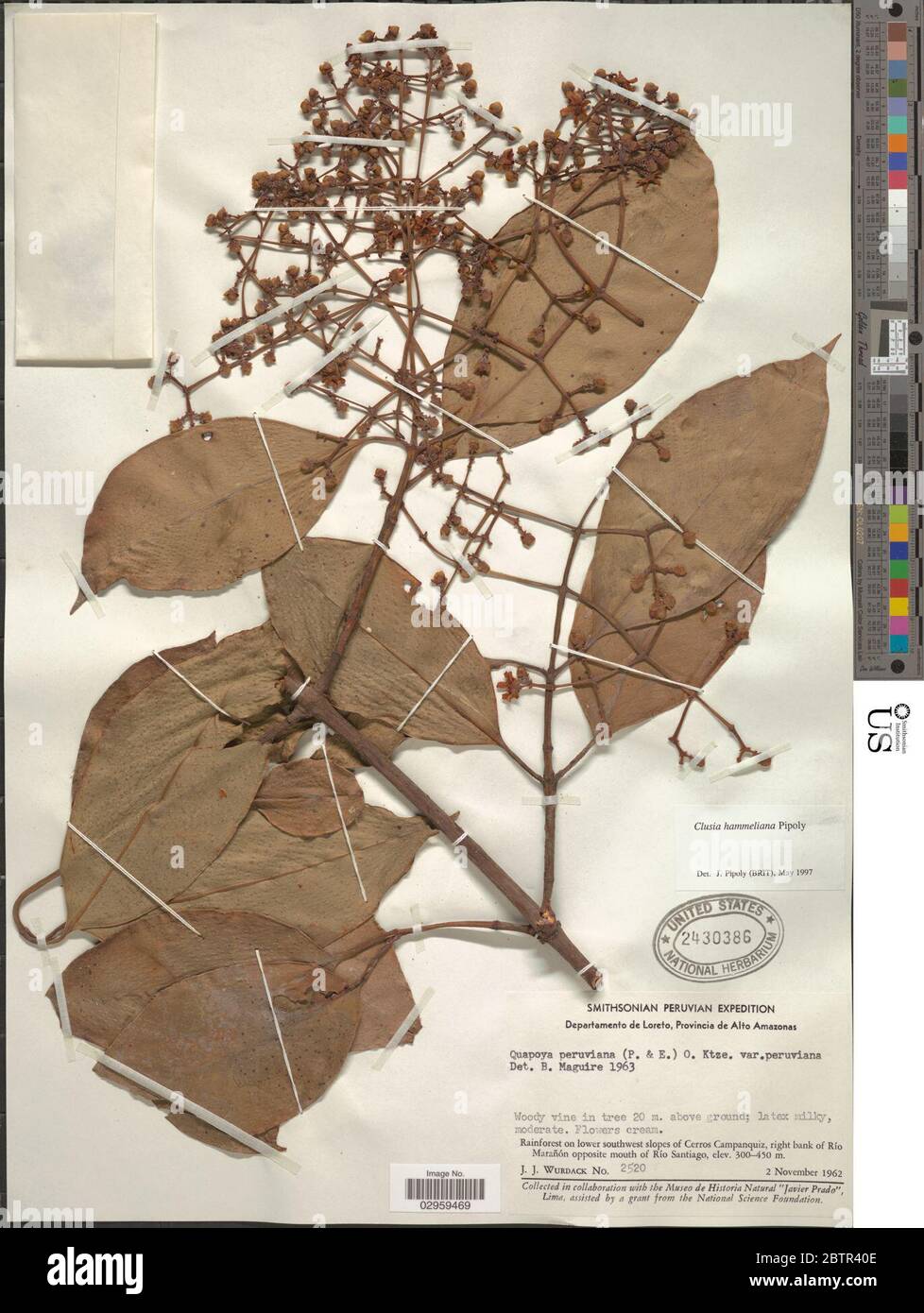 Pipoly hi-res stock photography and images - Alamy