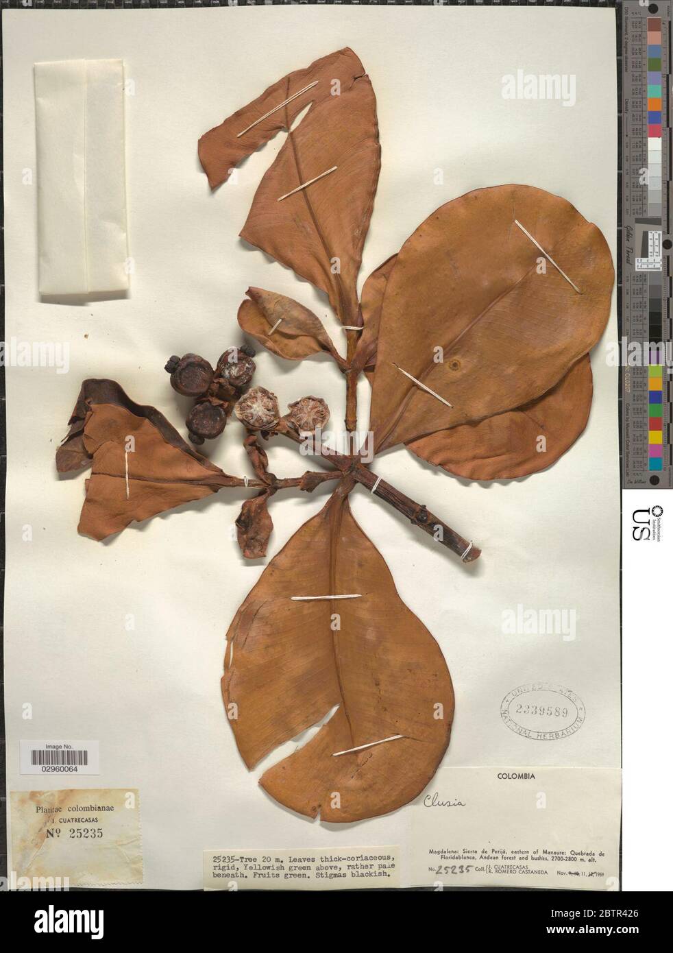 Clusia sp hi-res stock photography and images - Alamy