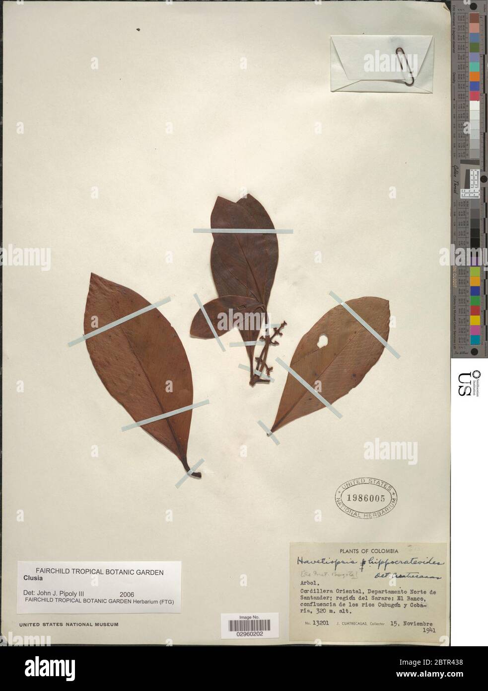 Clusia sp hi-res stock photography and images - Alamy