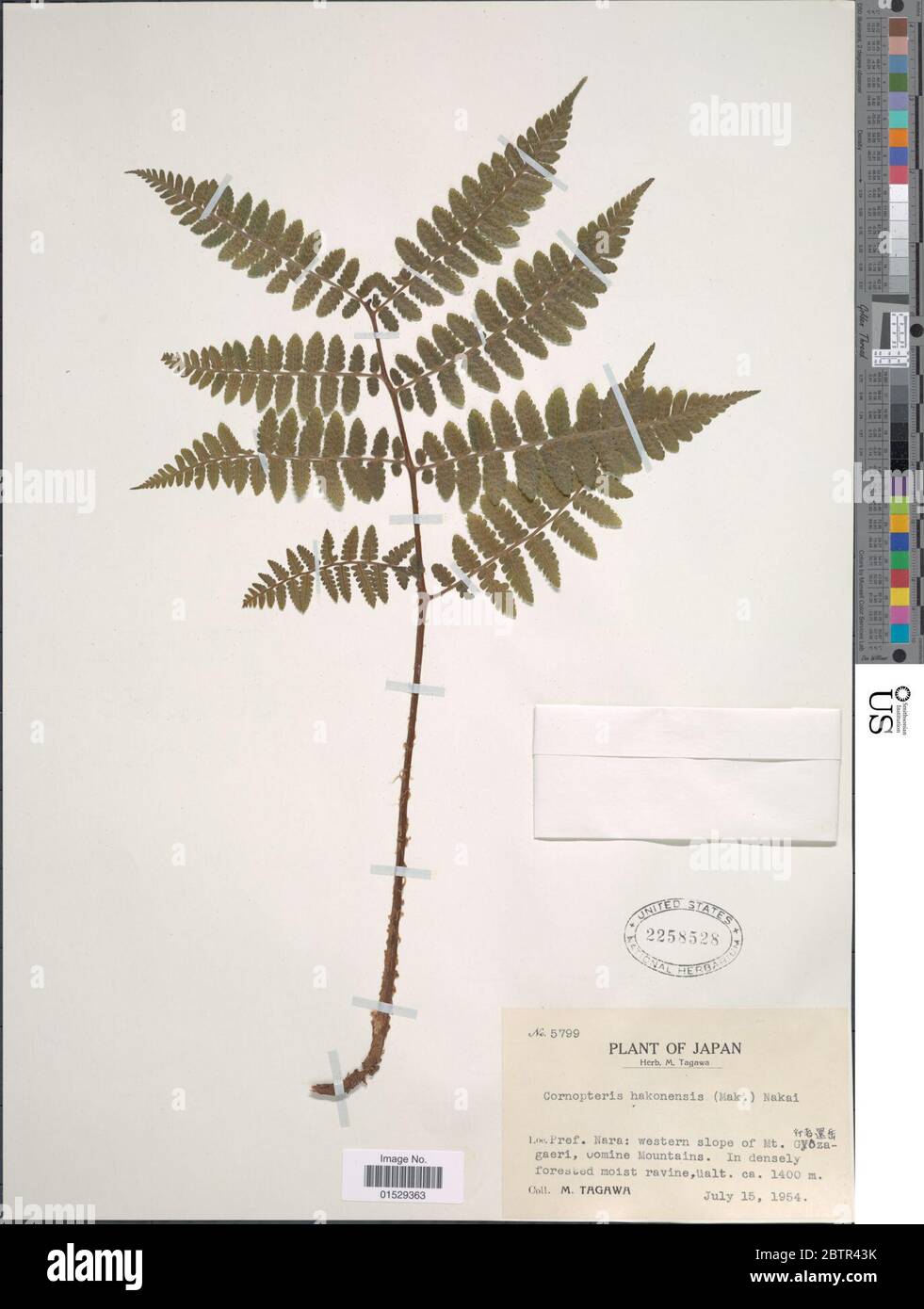 Hakonensis hi-res stock photography and images - Alamy