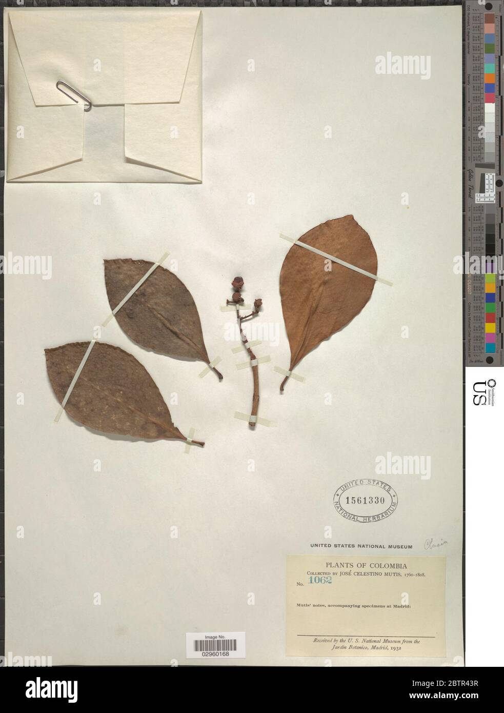 Clusia sp hi-res stock photography and images - Alamy