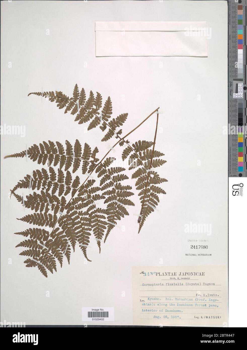 Ferns leaflets hi-res stock photography and images - Alamy