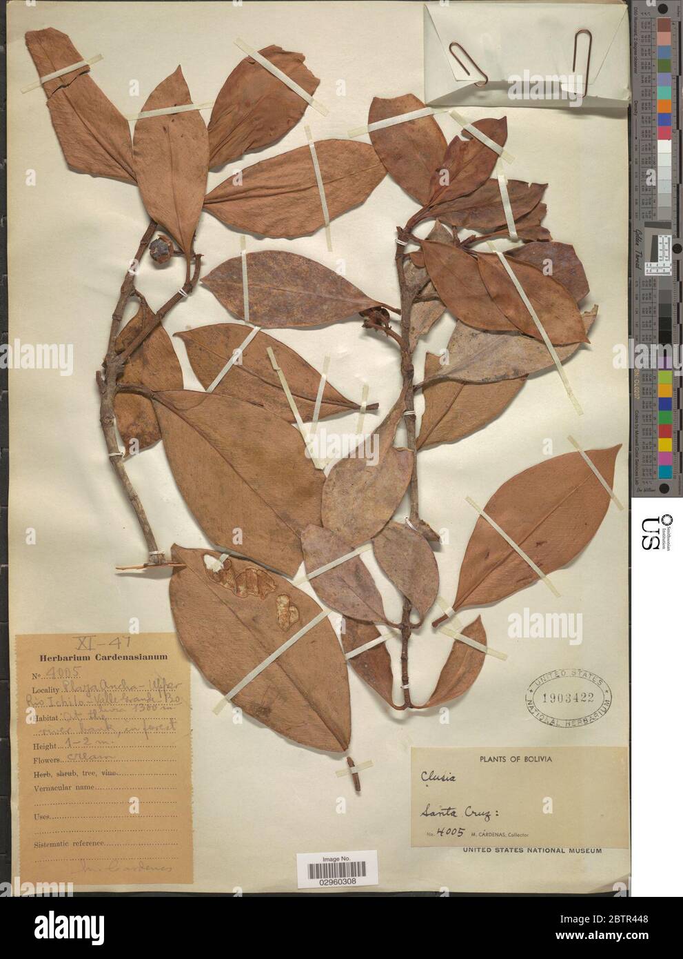 Clusia sp hi-res stock photography and images - Alamy