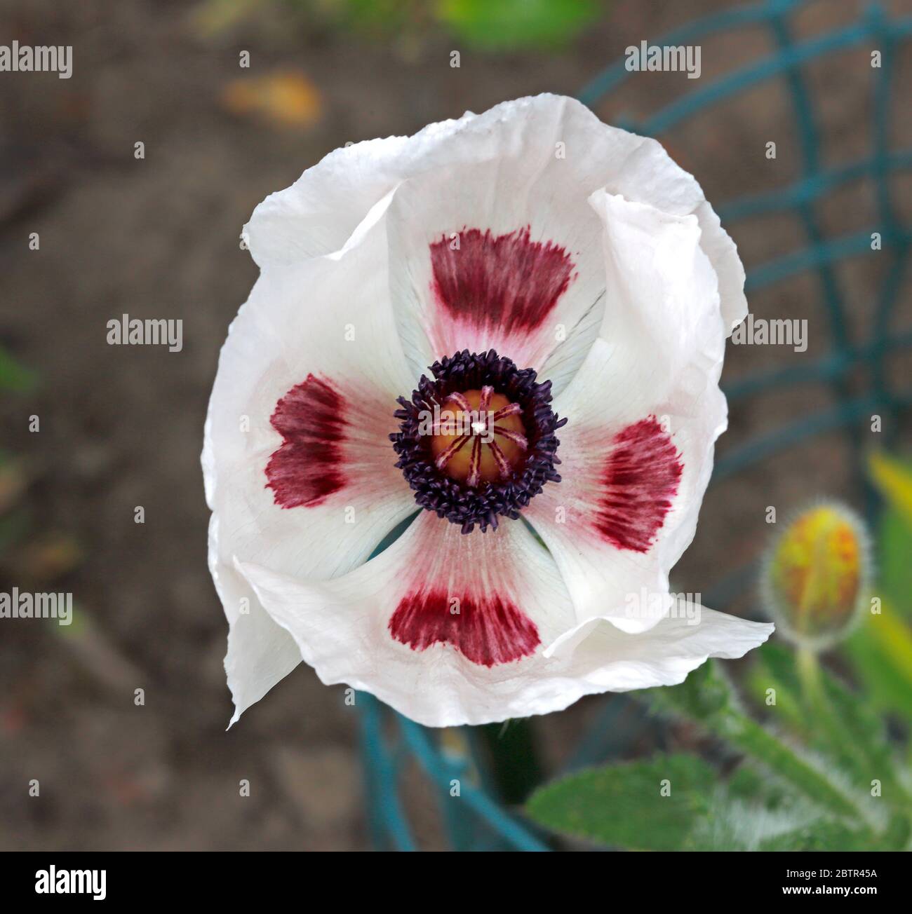 Garden Flower Bed Border High Resolution Stock Photography and Images ...