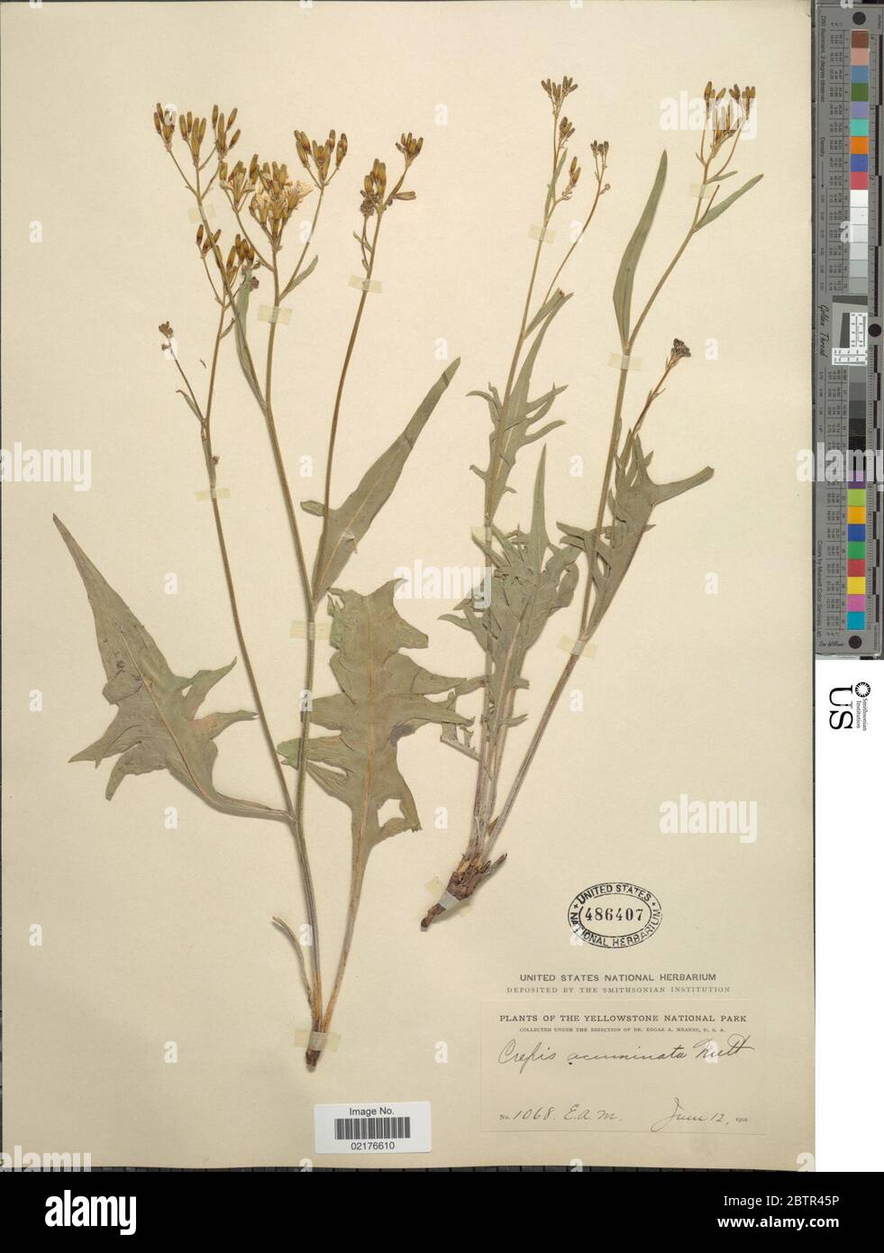 Crepis acuminata hi-res stock photography and images - Alamy