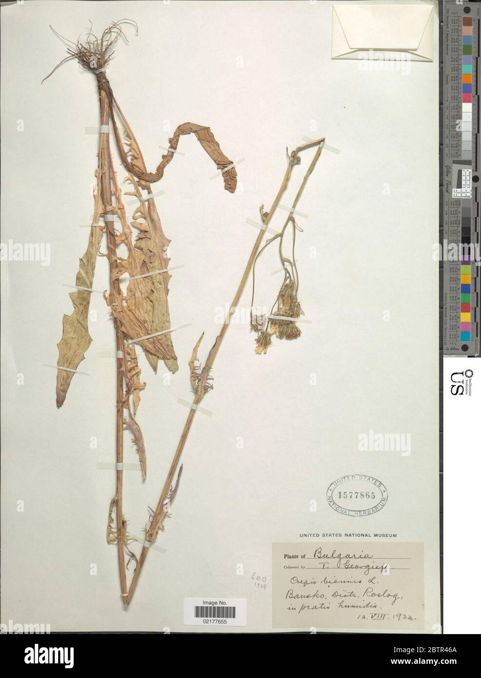 Crepis Biennis L High Resolution Stock Photography and Images - Alamy