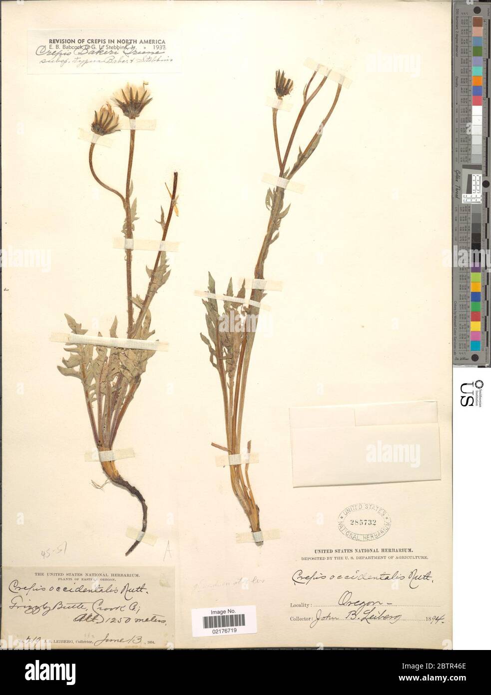 Crepis bakeri Greene Stock Photo - Alamy