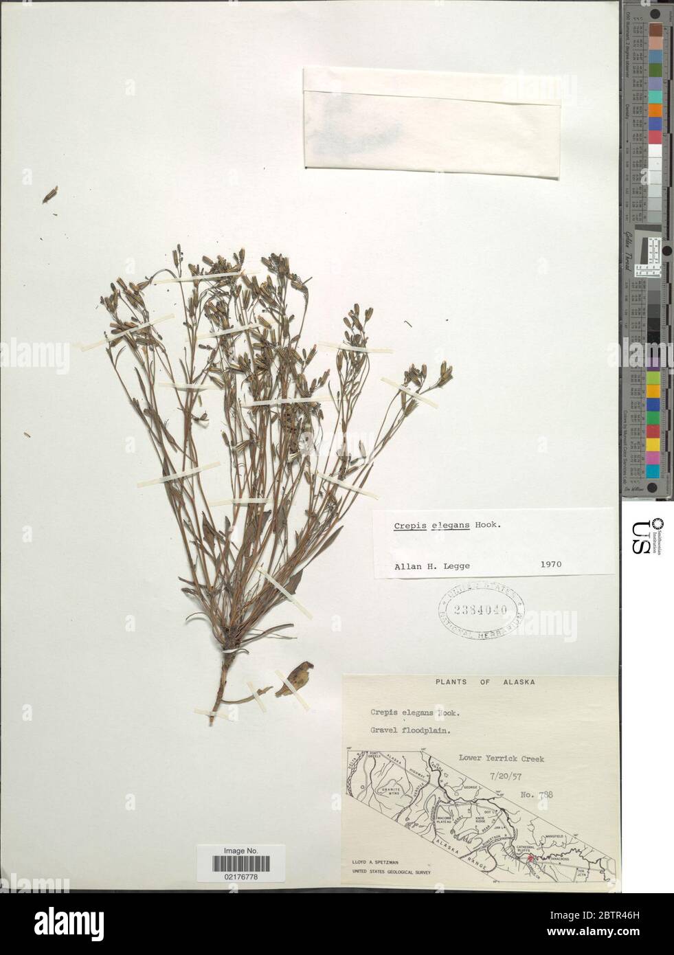 Crepis elegans hi-res stock photography and images - Alamy