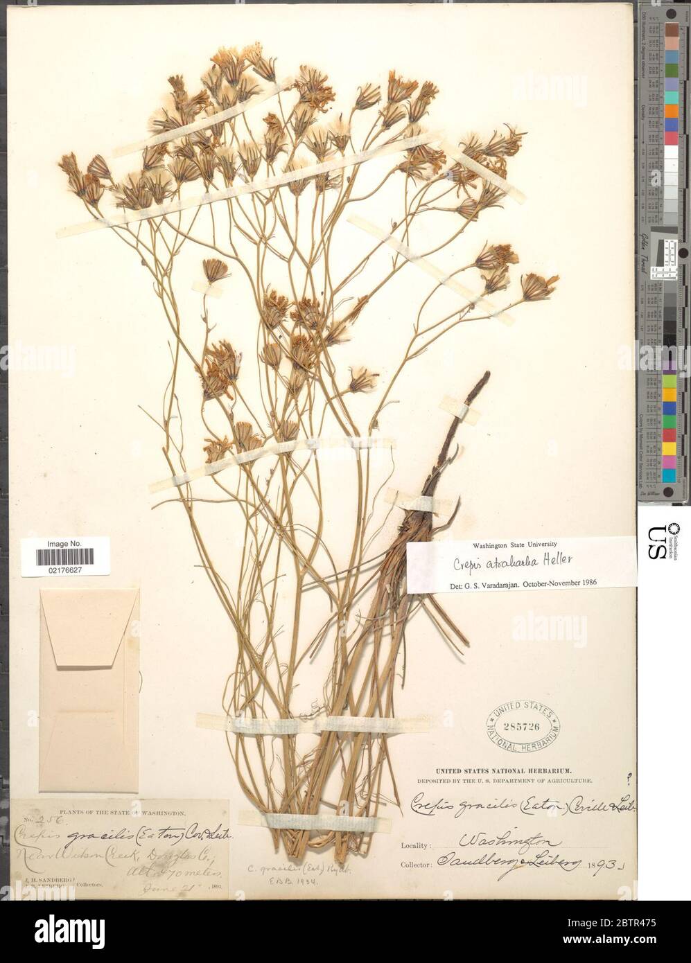 Crepis atribarba A Heller Stock Photo - Alamy