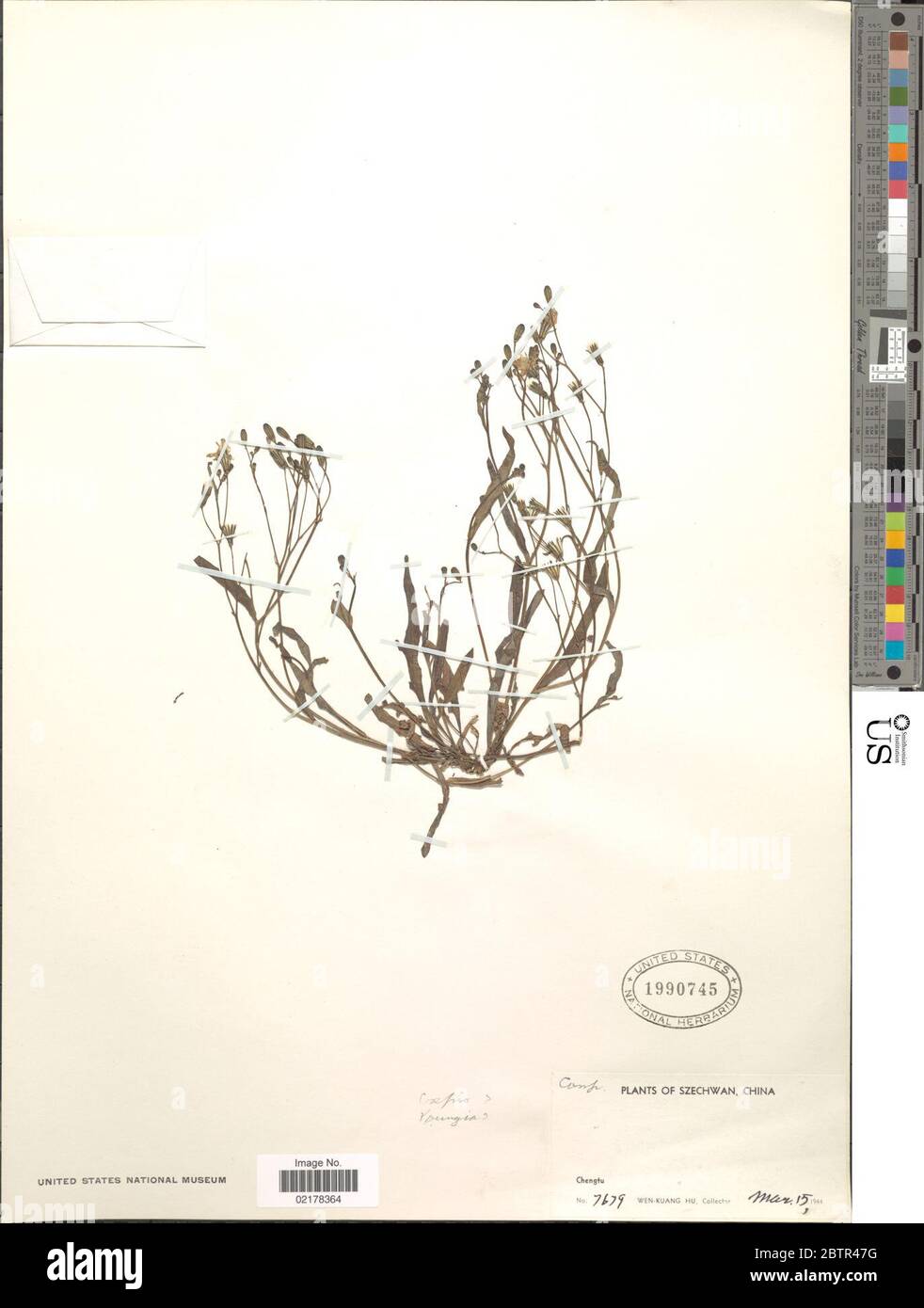 Crepis sp hi-res stock photography and images - Alamy