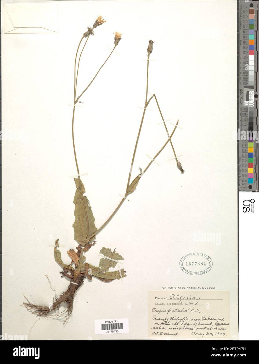 Patula flowers hi-res stock photography and images - Alamy