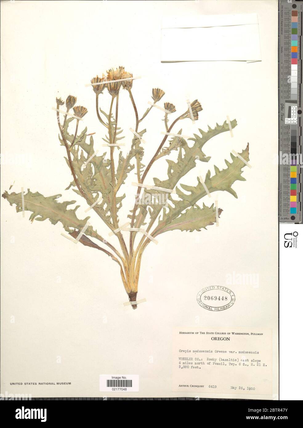 Crepis modocensis Greene Stock Photo - Alamy